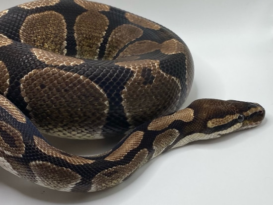 Normal Ball Python by Florida Ball Pythons