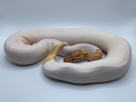 Banana Pied Male Ball Python by Florida Ball Pythons