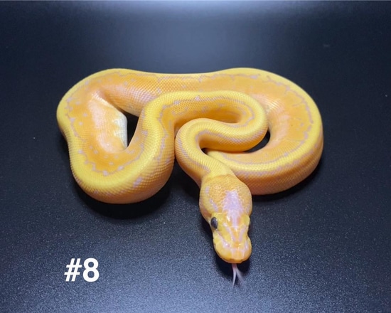 Banana Pinstripe Ball Python by Florida Ball Pythons