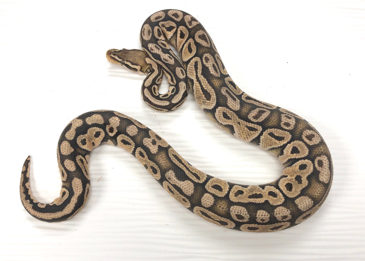 Hypo Pastel Russo 66% Pos Het Clown Ball Python by SW reptiles ...