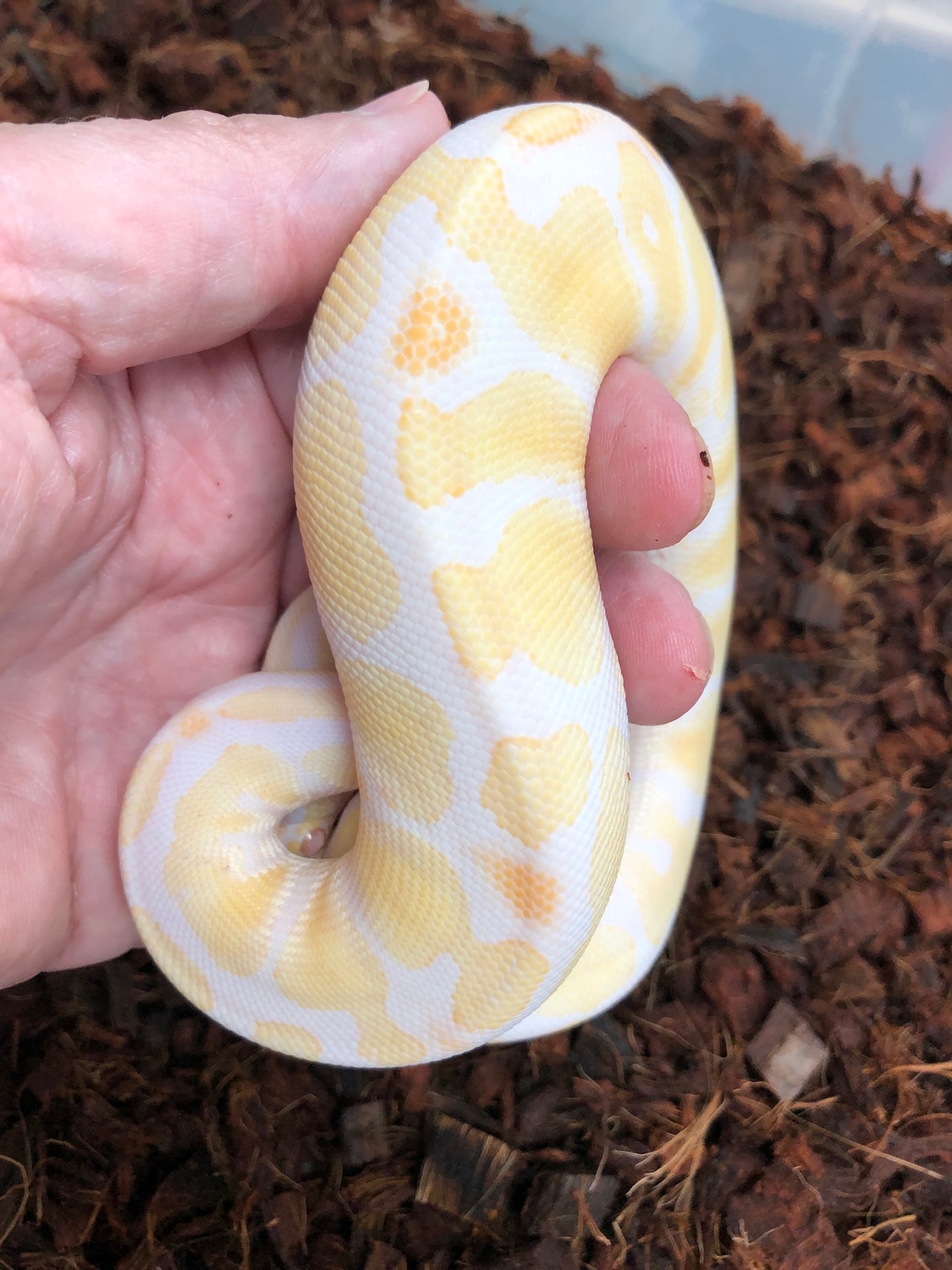 Albino Mystic Ball Python by SW reptiles - MorphMarket