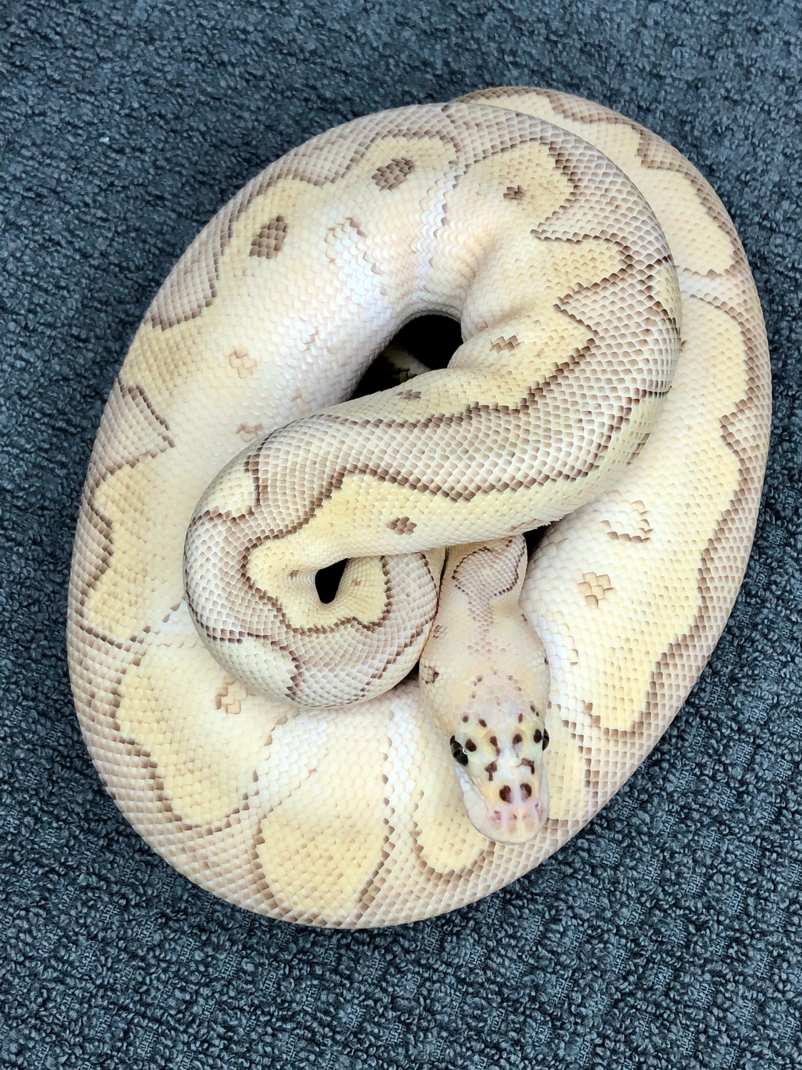 Killer Clown Ball Python by SW reptiles - MorphMarket