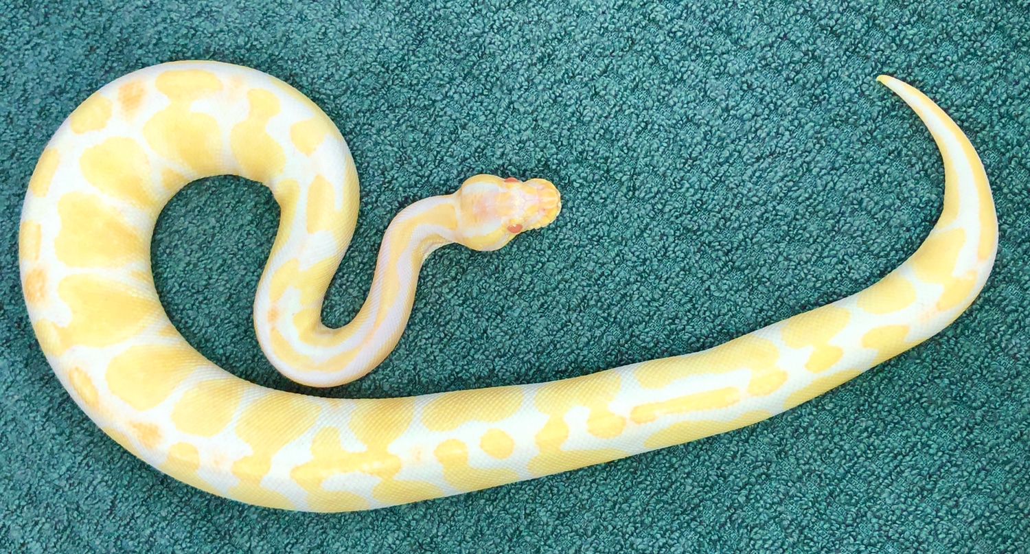 Albino Mystic Ball Python by SW reptiles - MorphMarket