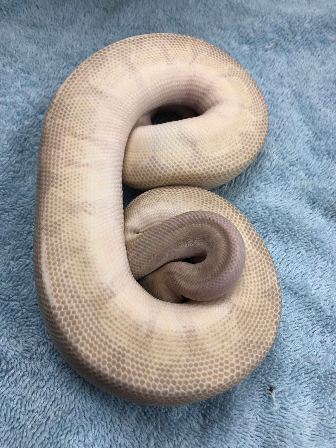 Super Mojave Super Enchi Ball Python by SW reptiles - MorphMarket