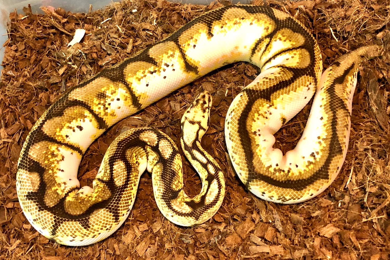 Calico Bumble Bee Ball Python by SW reptiles - MorphMarket