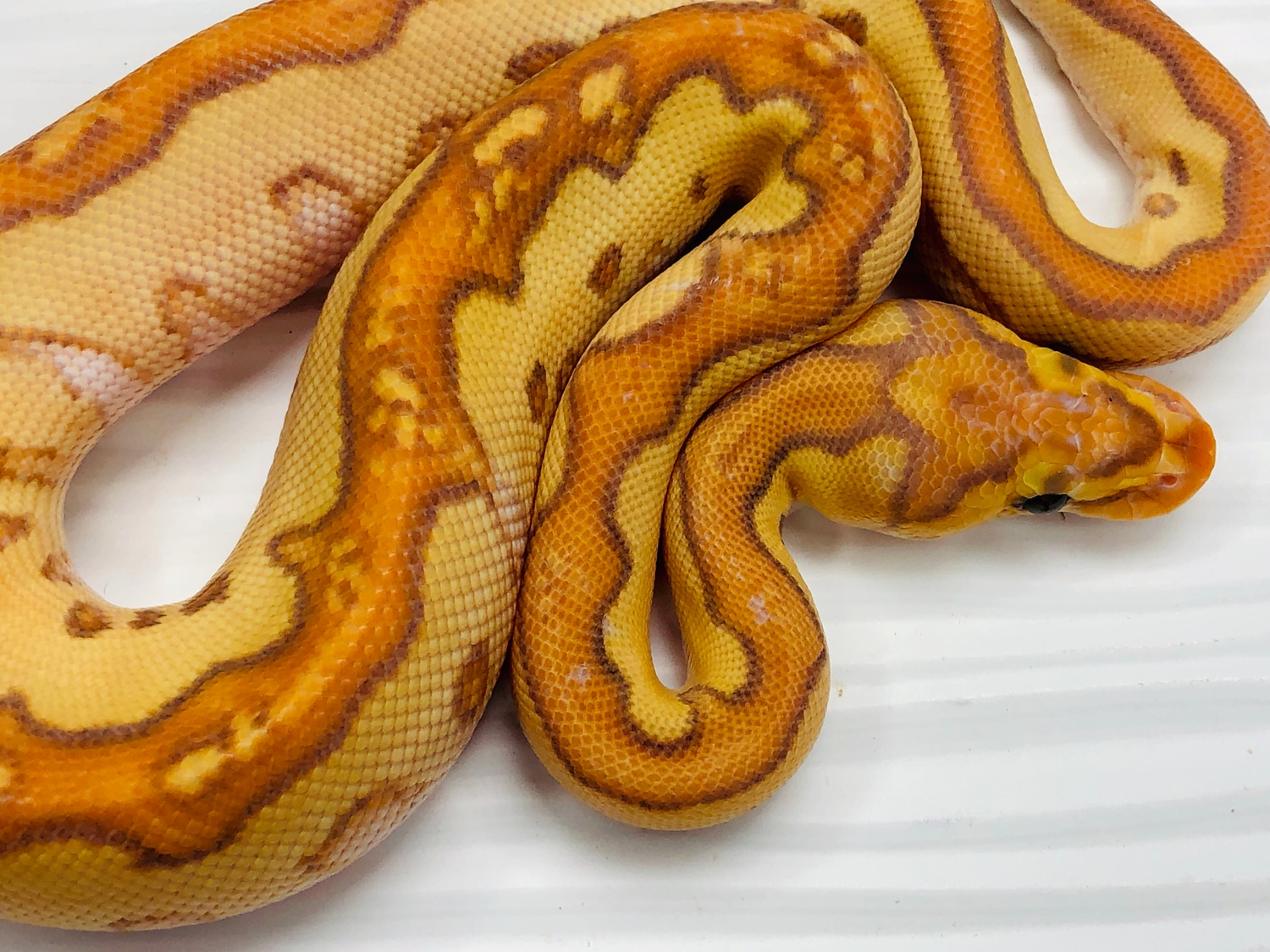 Russo Banana Clown Ball Python by SW reptiles - MorphMarket