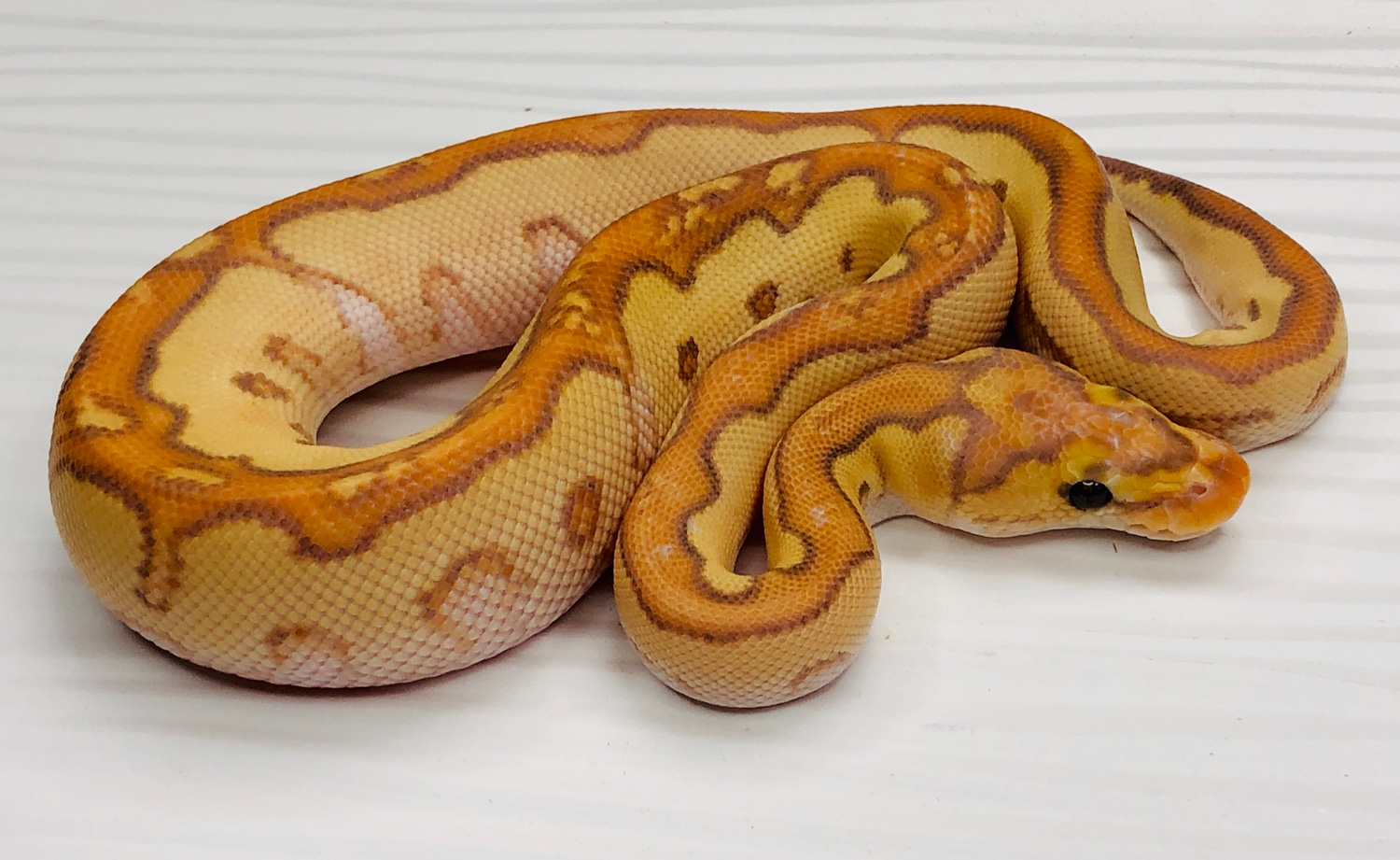 Russo Banana Clown Ball Python by SW reptiles - MorphMarket