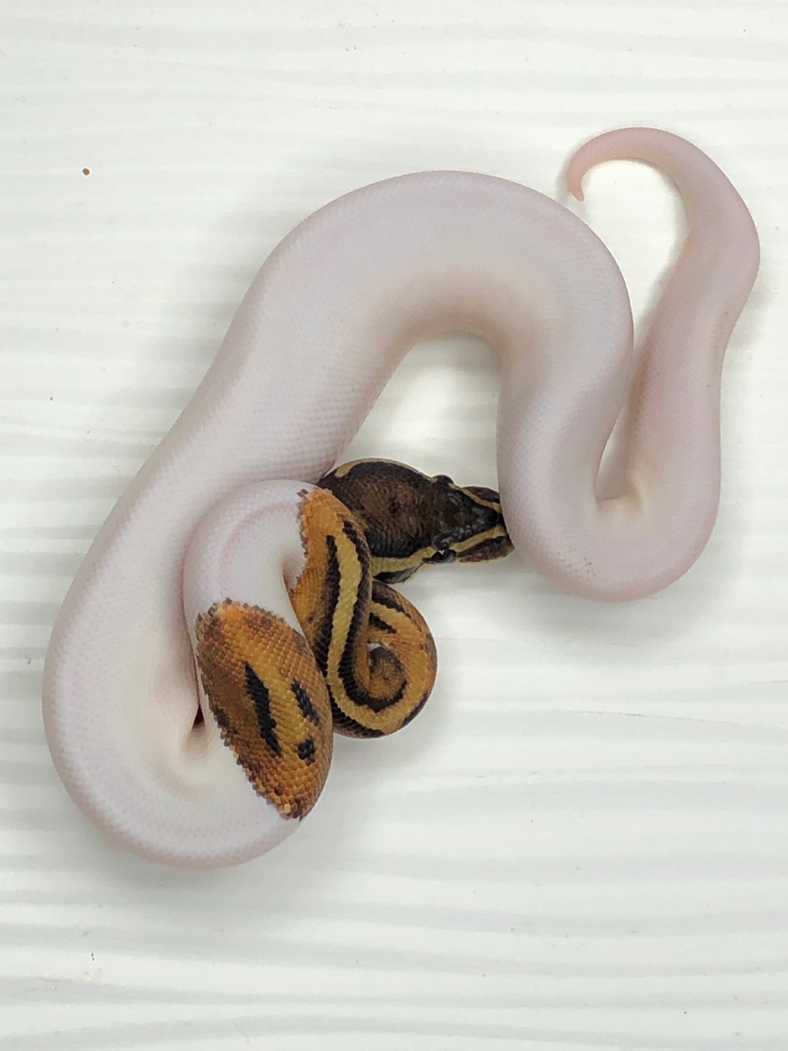 Het Albino Pied Smiley Face Ball Python by SW reptiles - MorphMarket