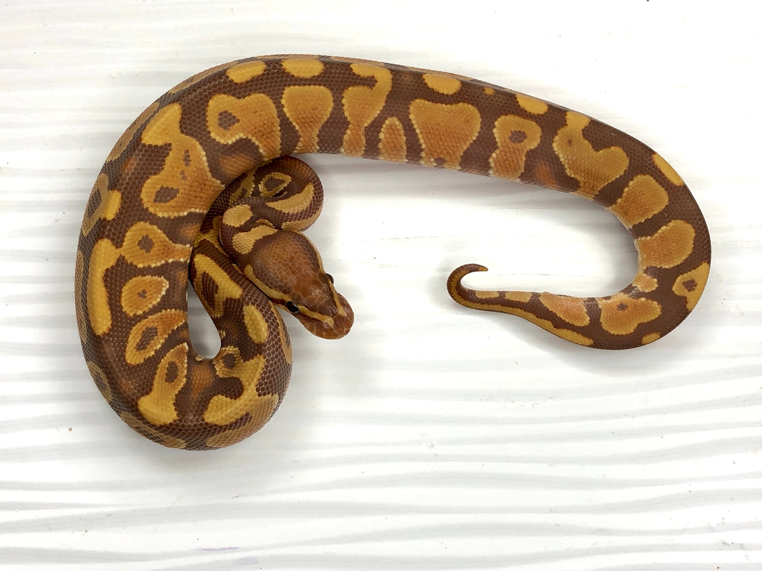 Ultramel Pos Chocolate Ball Python by SW reptiles - MorphMarket