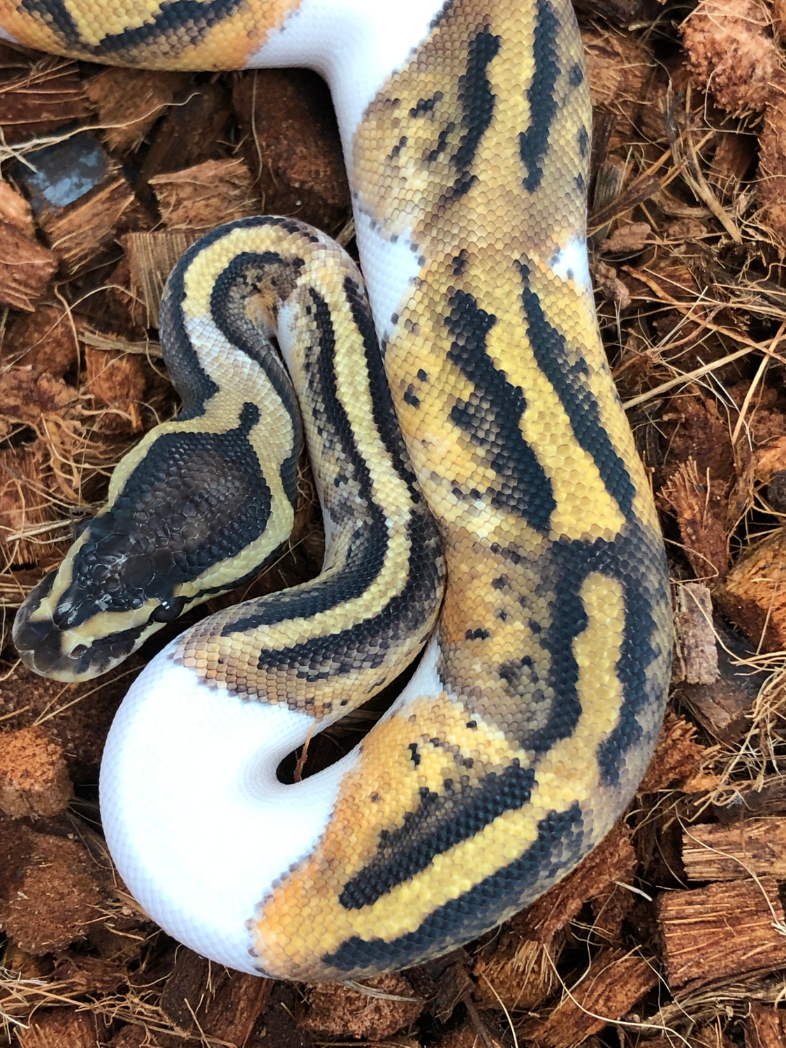 Pastel Sandblast Pied Ball Python by SW reptiles - MorphMarket