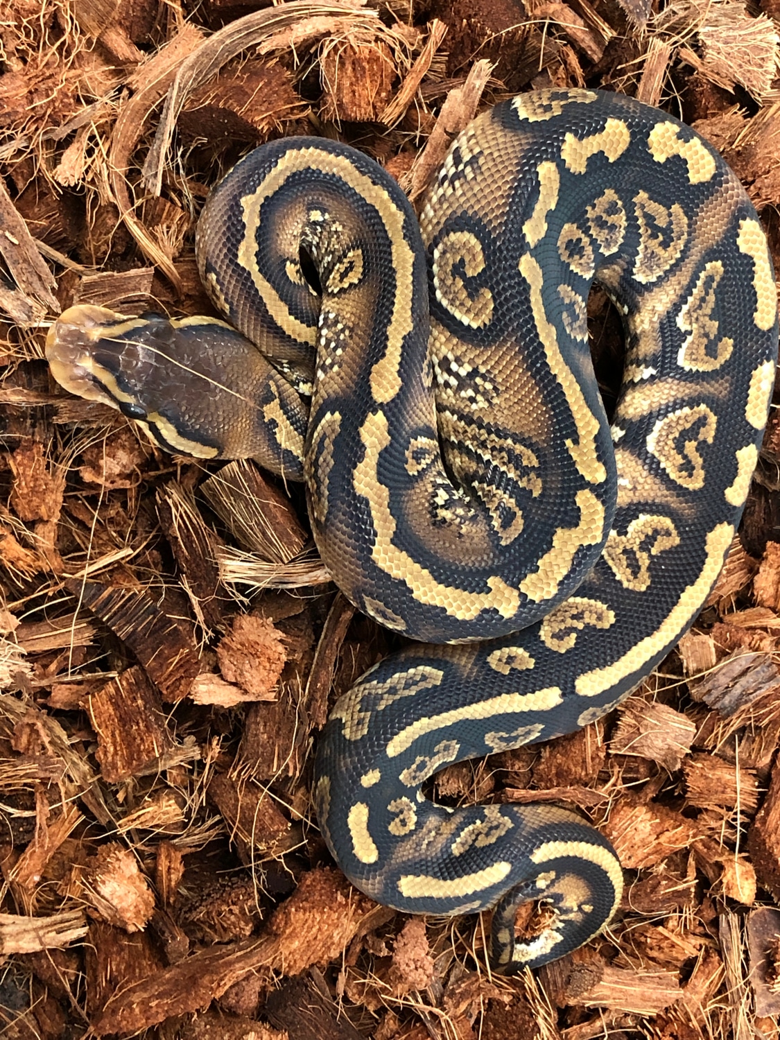Paint Sentinel Ball Python by SW reptiles - MorphMarket