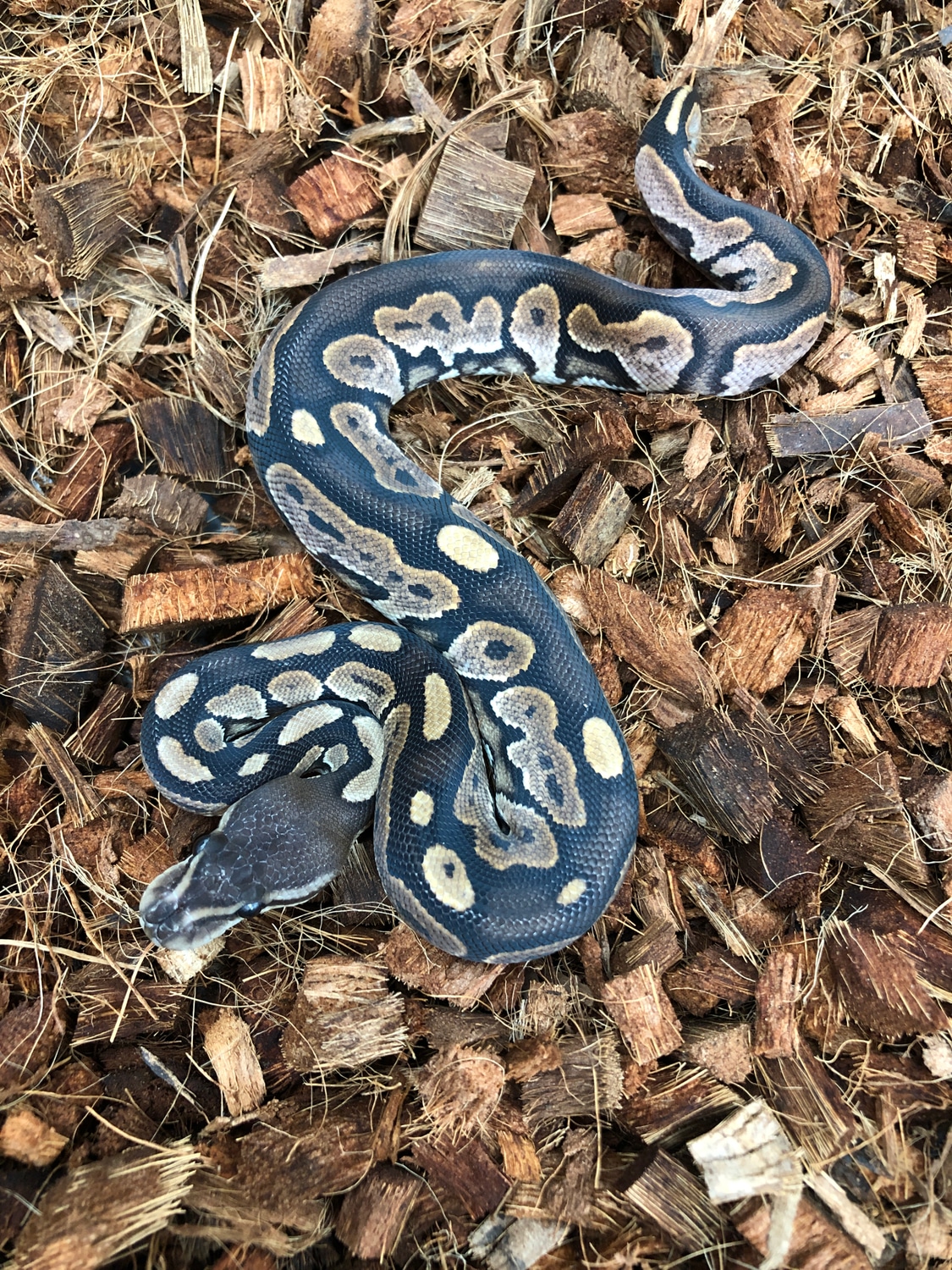 Black Head Cinnamon Calico Ball Python by SW reptiles - MorphMarket