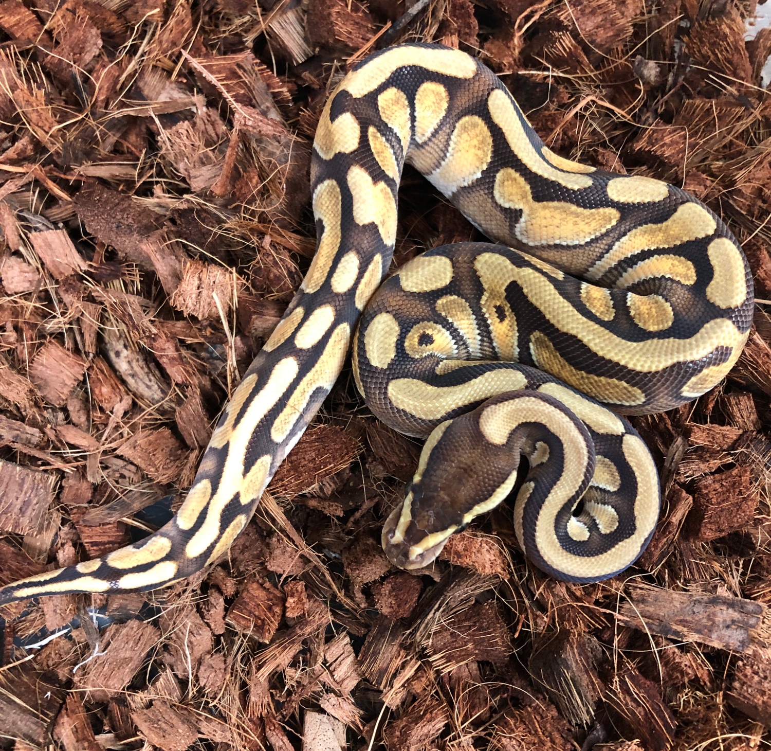 Cinnamon Phantom Het Genetic Stripe Possible Calico Ball Python by SW ...