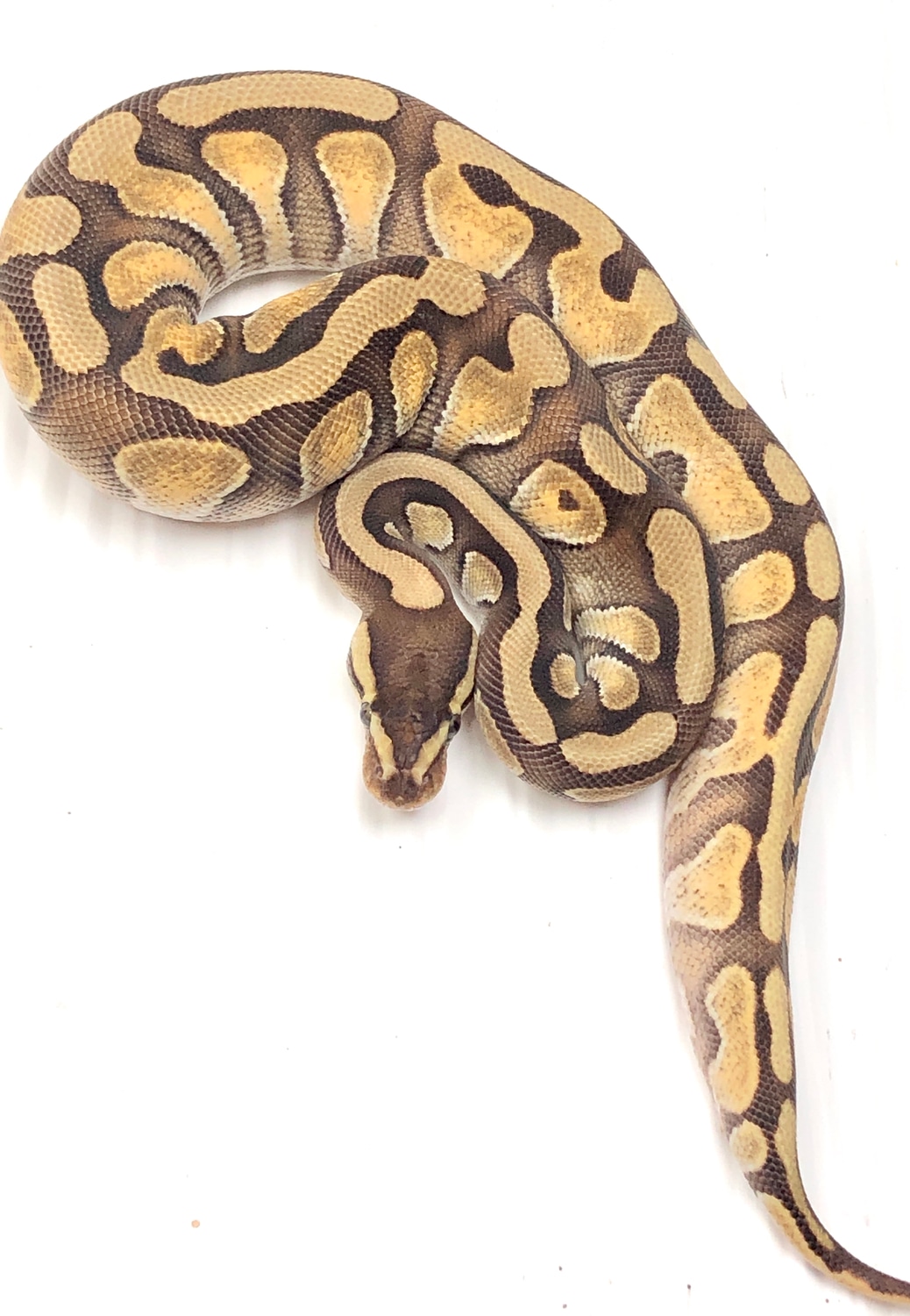 Cinnamon Phantom Het Genetic Stripe Possible Calico Ball Python by SW ...