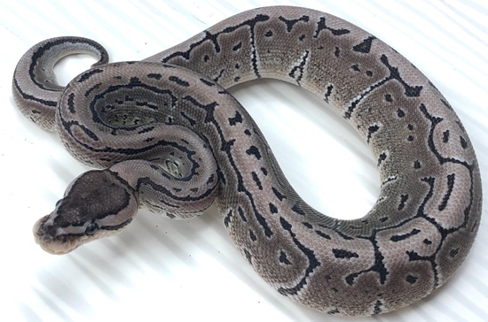 VPI Axanthic Pinstripe Ball Python by SWReptile