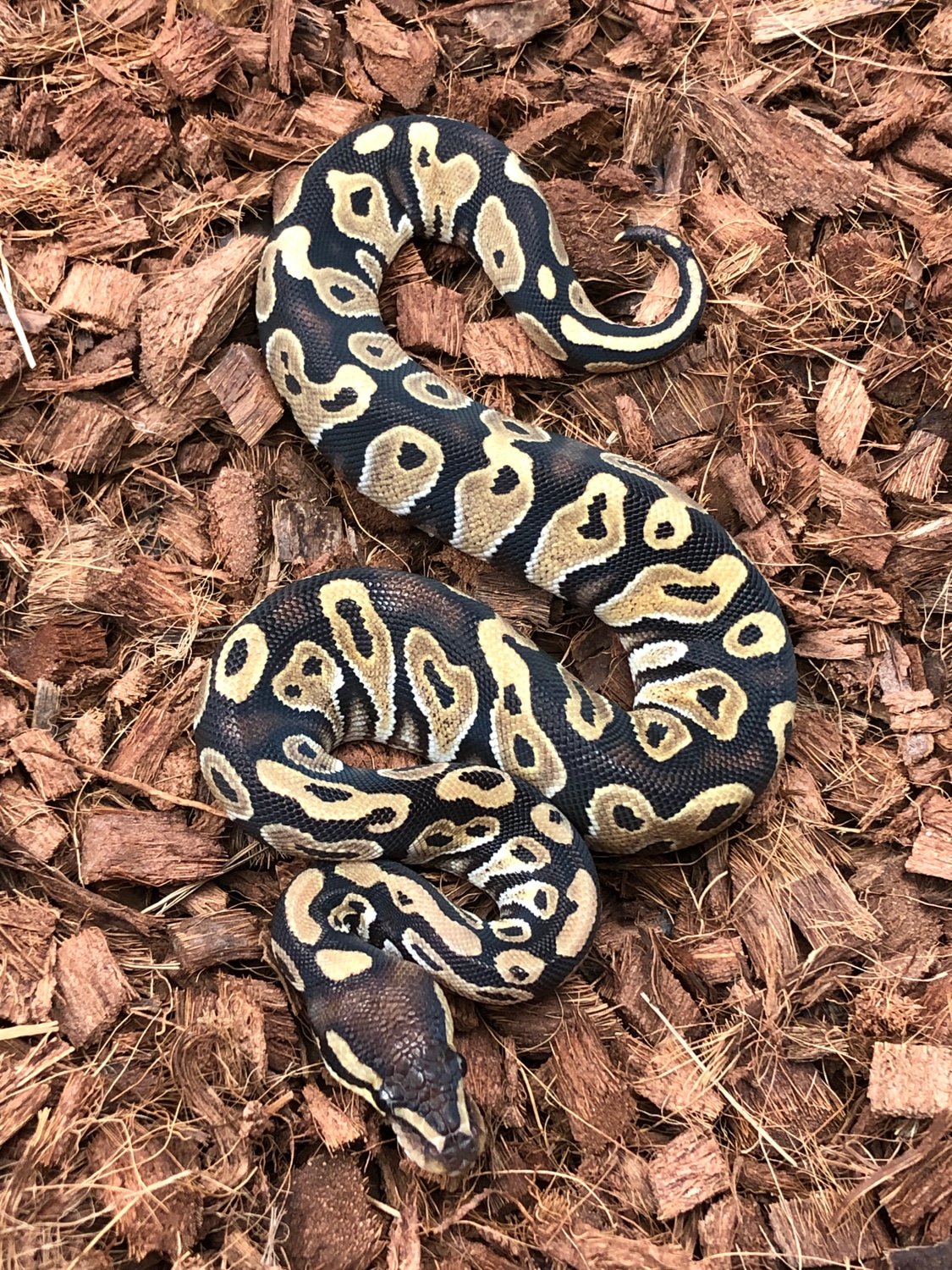 Phantom Ball Python by SW reptiles - MorphMarket