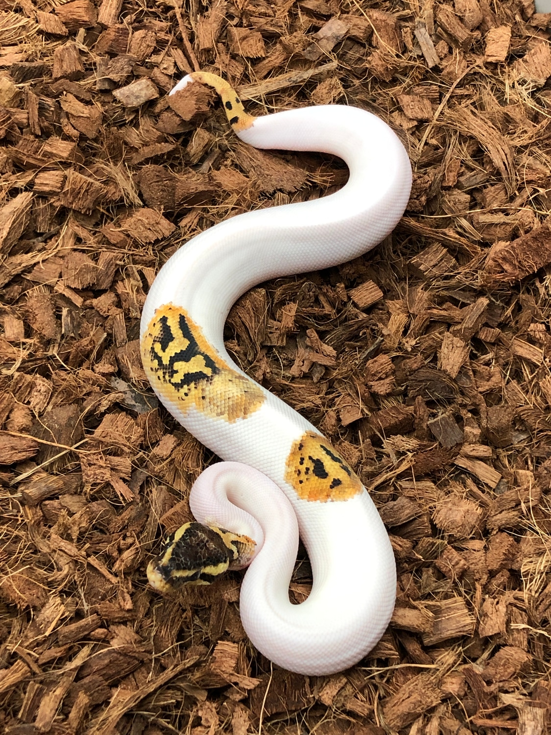 Pastel Pied Possible Sandblast Ball Python by SW reptiles - MorphMarket
