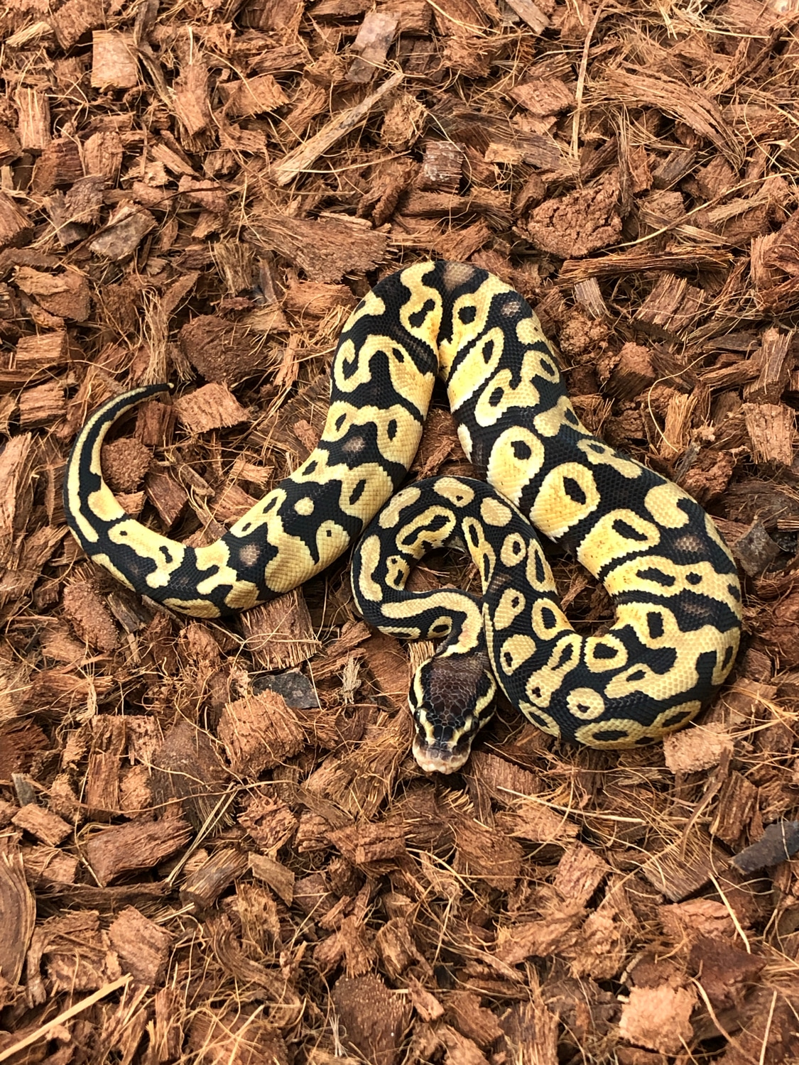 Pastel Possible Double Het Clown Monsoon Ball Python by SW reptiles ...