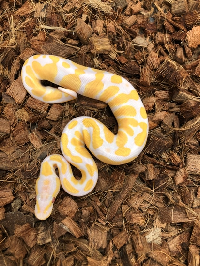 Albino Possible Het Snow Ball Python by SWReptile