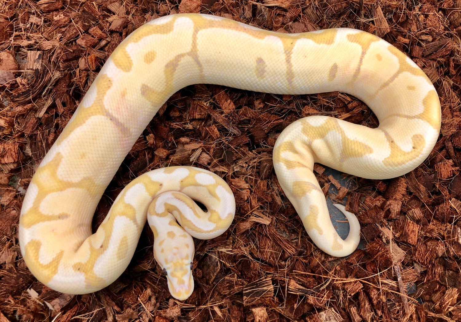 Banana Fire Woma Pastel Pos Het Clown Ball Python by SW reptiles ...