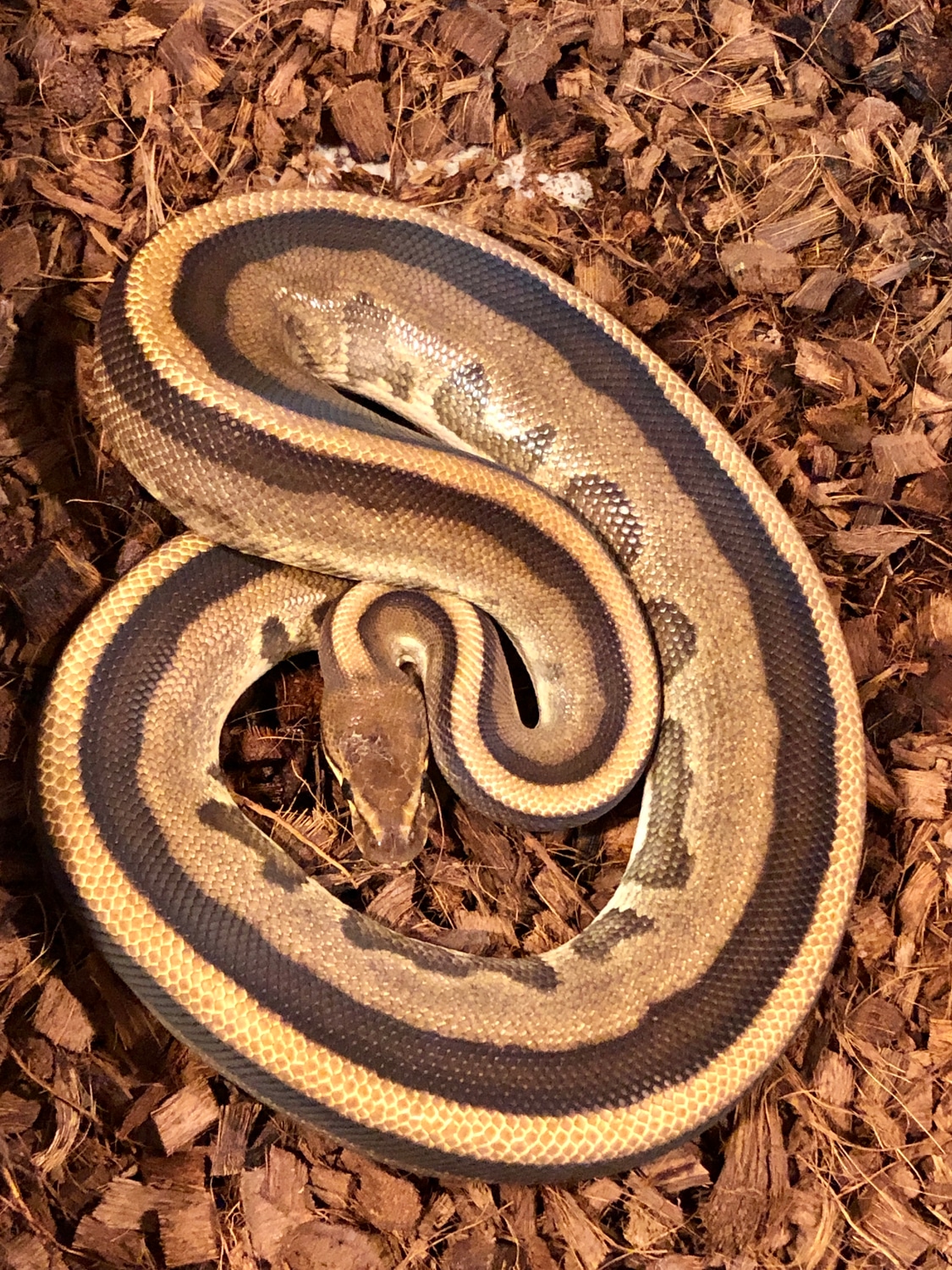 Leopard Genetic Stripe Ball Python by SW reptiles - MorphMarket