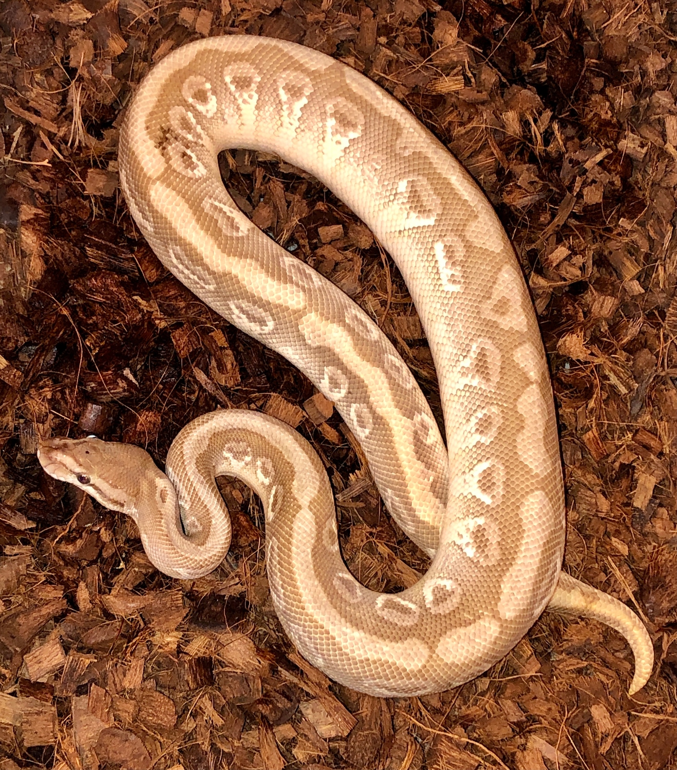 Soulsucker Het Clown Ball Python by SW reptiles - MorphMarket