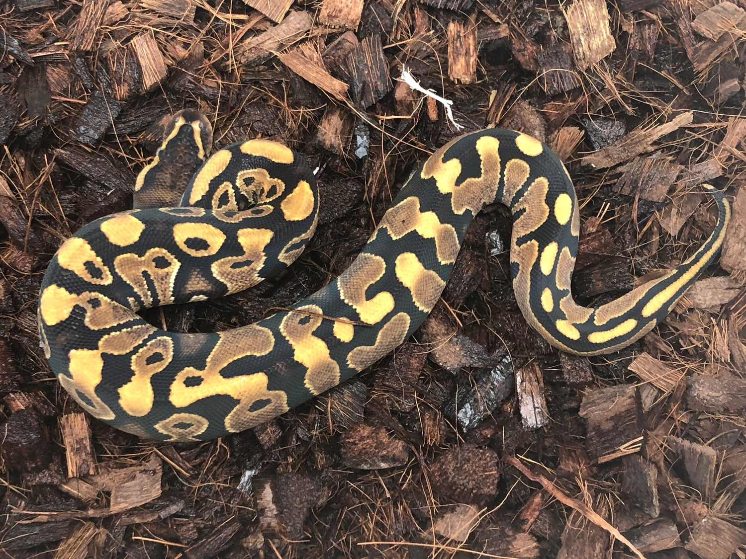 Gravel Ball Python by SW reptiles - MorphMarket