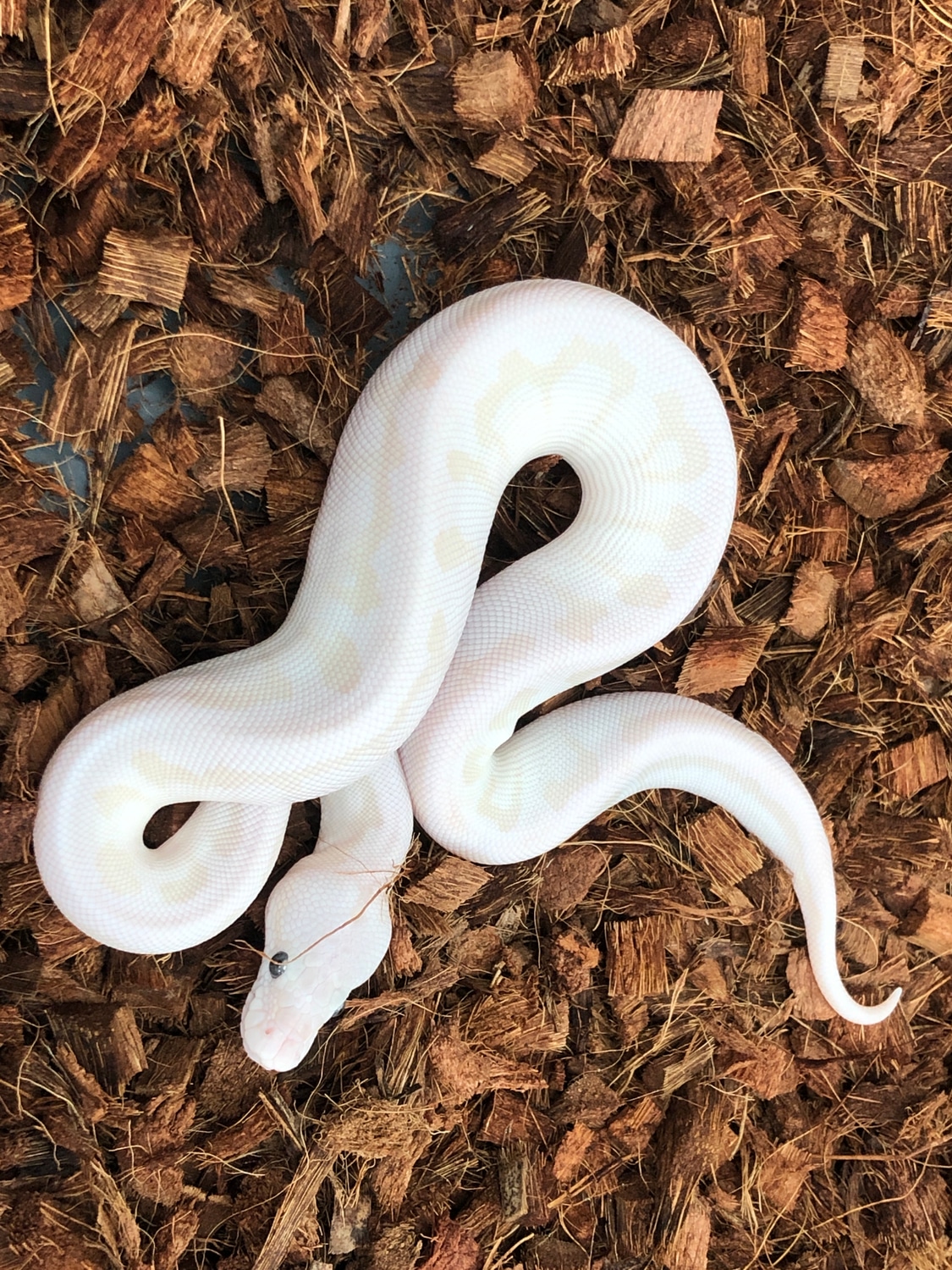 White Diamond Clown Ball Python by SW reptiles - MorphMarket
