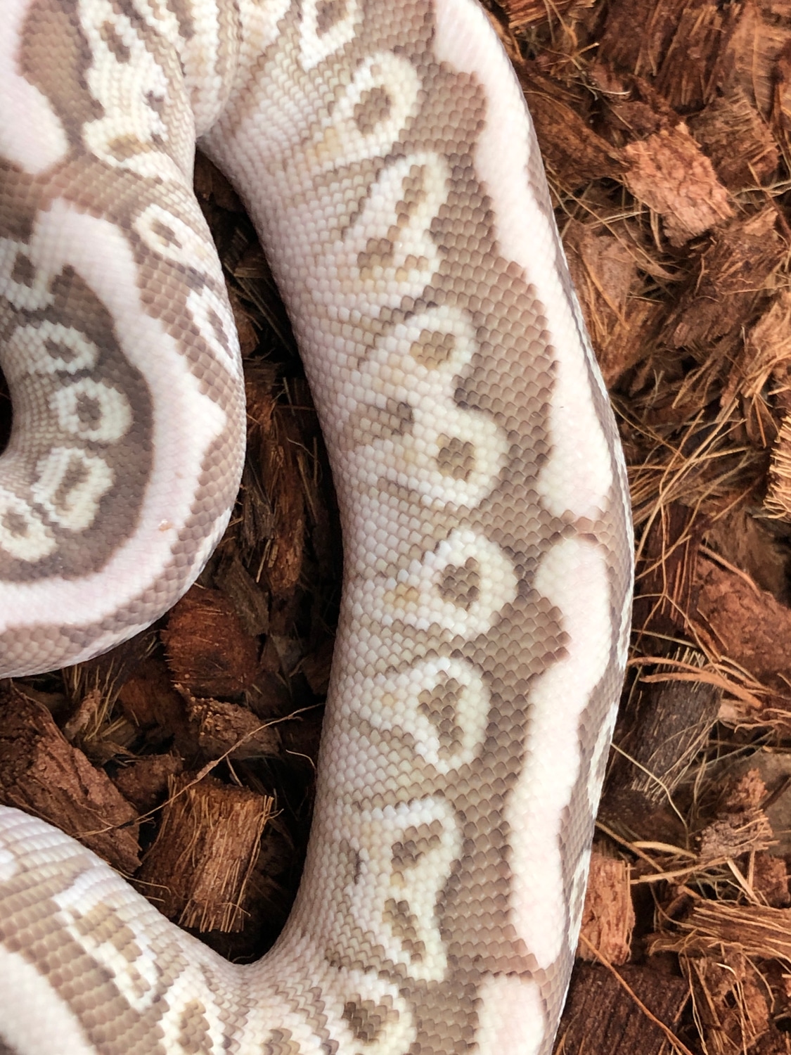 Soul Sucker Het Clown Ball Python by SW reptiles - MorphMarket