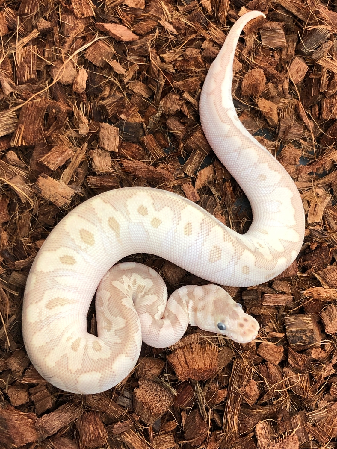 21 Soul Sucker Clown Ball Python by SW reptiles - MorphMarket