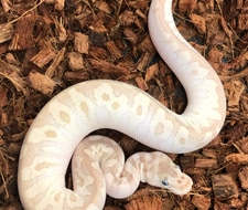 21 Soul Sucker Clown Ball Python by SW reptiles - MorphMarket