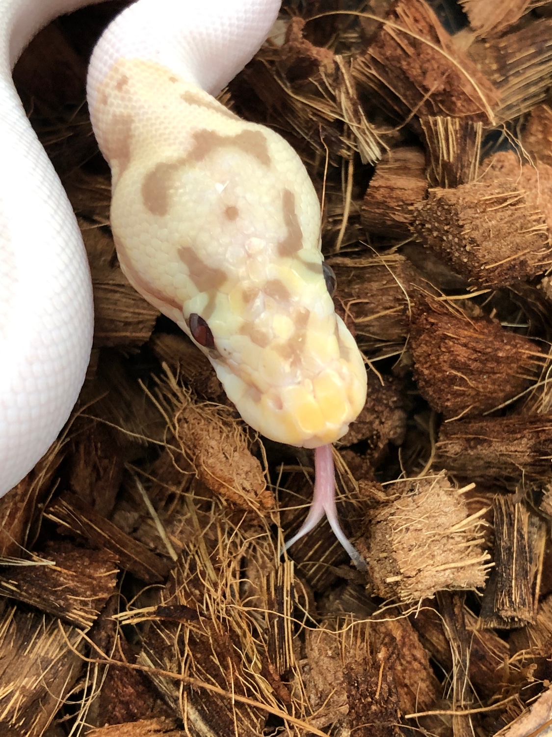 Banana Spied Ball Python by SW reptiles - MorphMarket