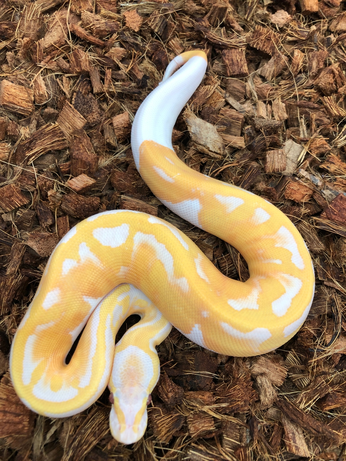 Dreamsicle Pied Ball Python by SW reptiles - MorphMarket