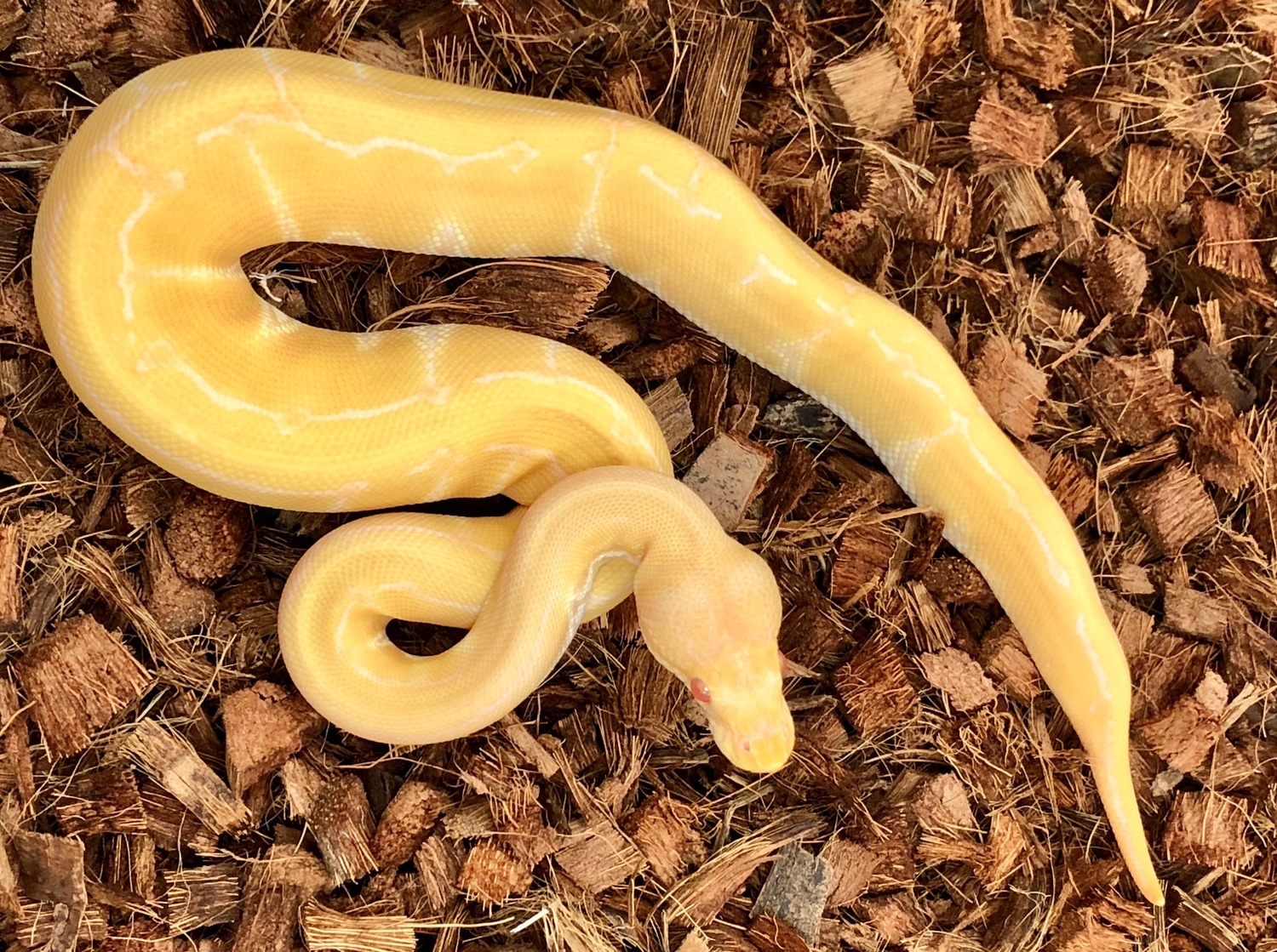 Albino Pinstripe Ball Python by SW reptiles - MorphMarket