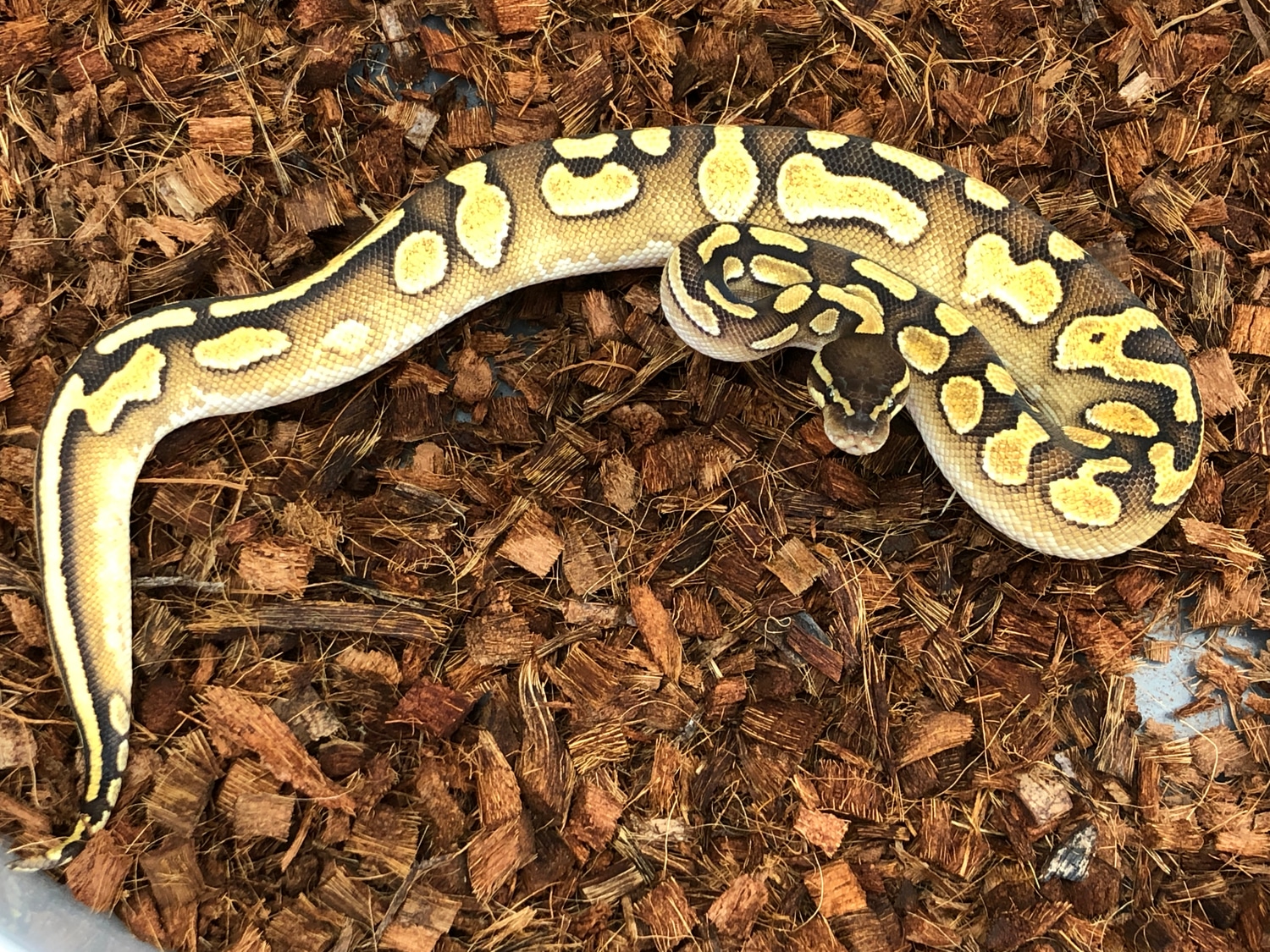 Mojave Calico Het Monsoon Ball Python by SW reptiles - MorphMarket
