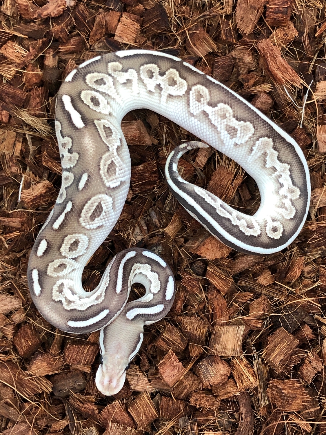 Soul Sucker Het Axanthic Vpi Vanilla Ball Python by SW reptiles ...