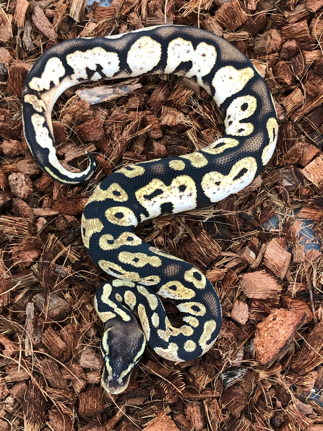 Pastel Calico Het Axanthic Vpi Ball Python by SW reptiles - MorphMarket