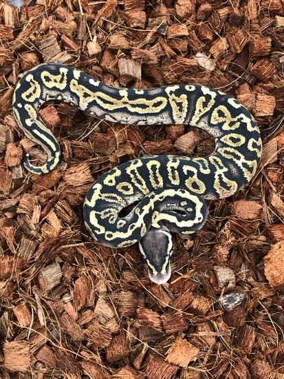 Pastel Paint Ball Python by SWReptile