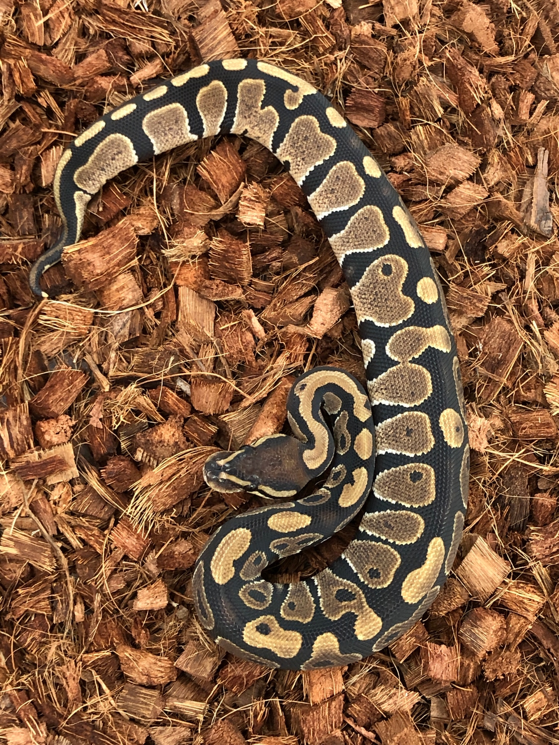 Chocolate Het Ultramel Ball Python by SW reptiles - MorphMarket