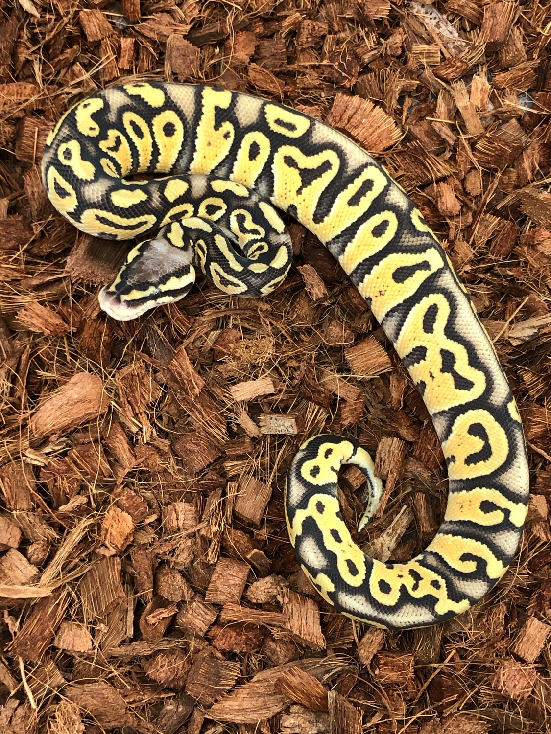 Super Pastel Het Ultramel Ball Python by SW reptiles - MorphMarket