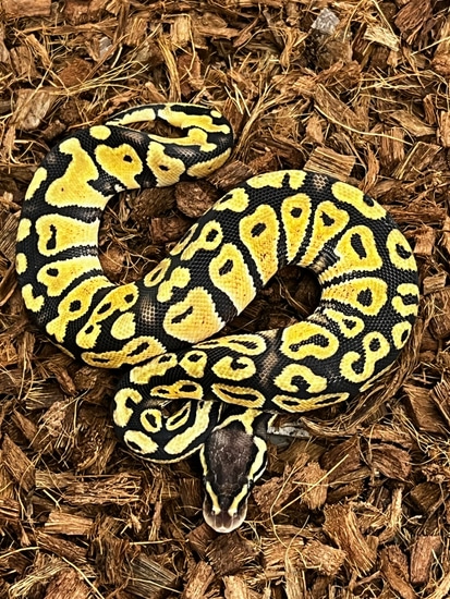 Pastel Het Paint Ball Python by SWReptile