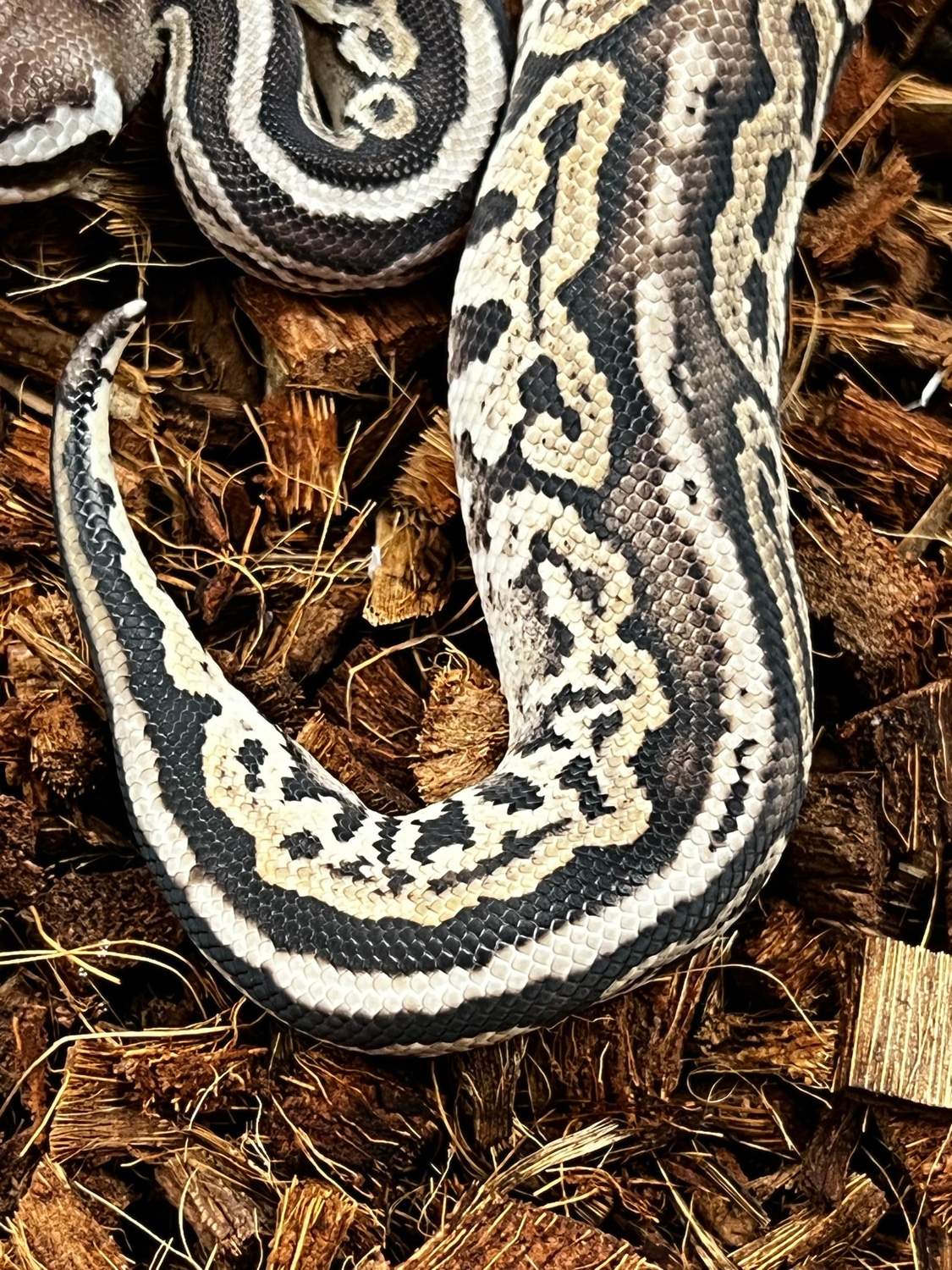 Green Pastel Pastel Ball Python by SW reptiles - MorphMarket