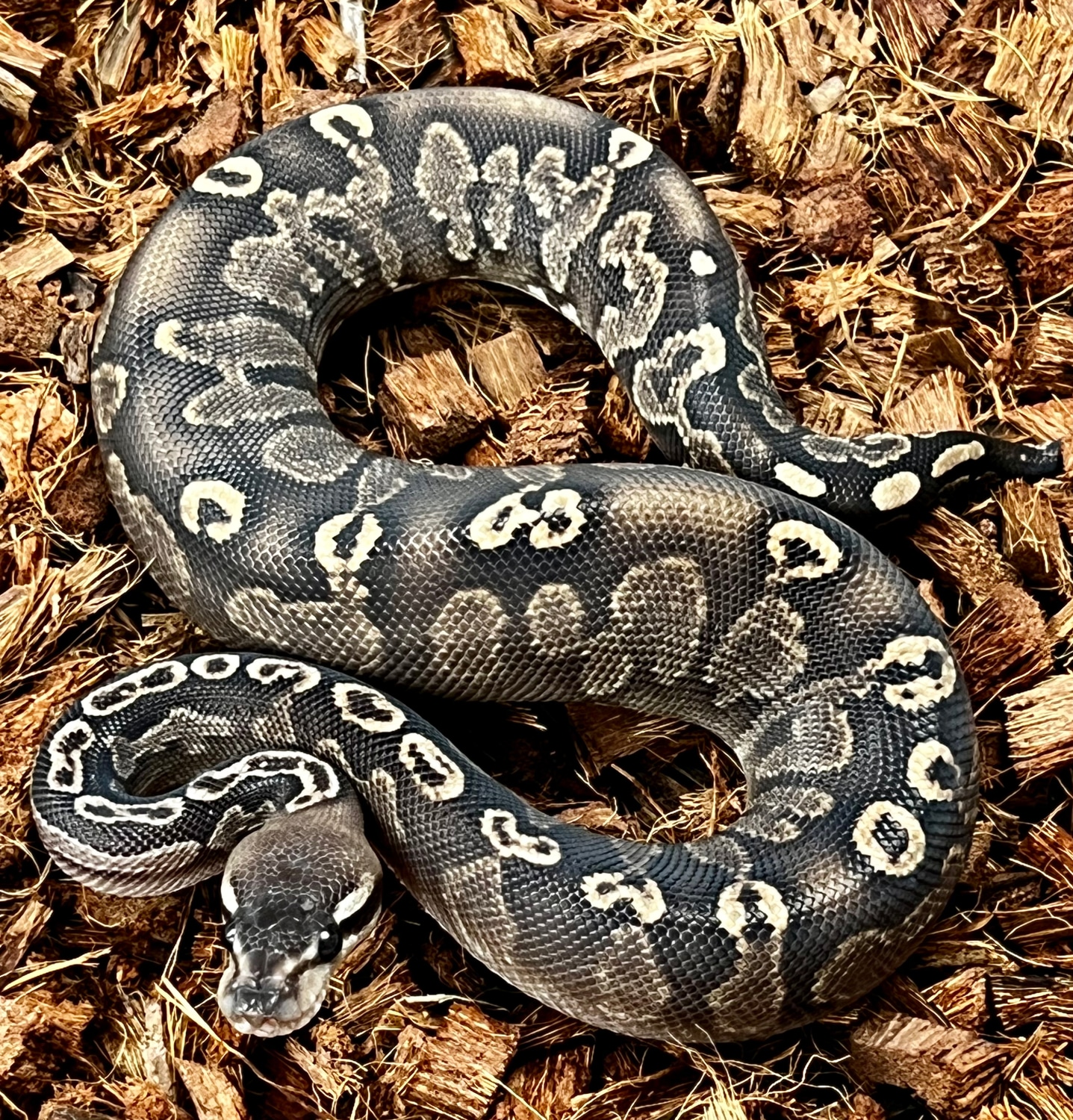 Cinnamon Ghi Ball Python by SW reptiles - MorphMarket