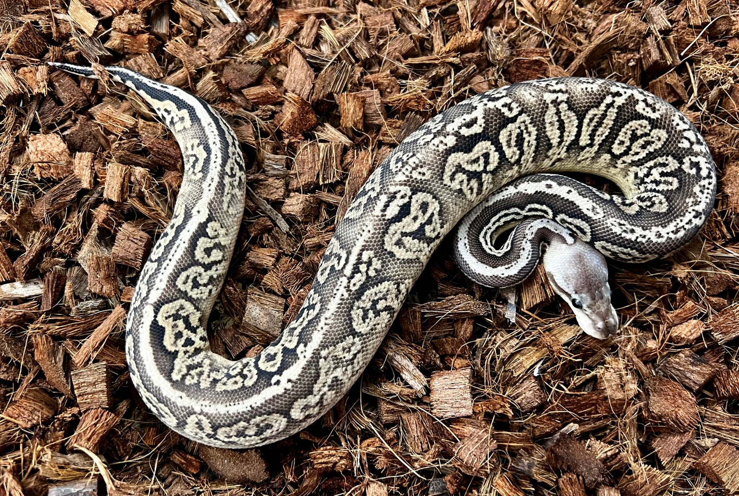 Pewter Bongo Het Hypo Ball Python by SW reptiles - MorphMarket