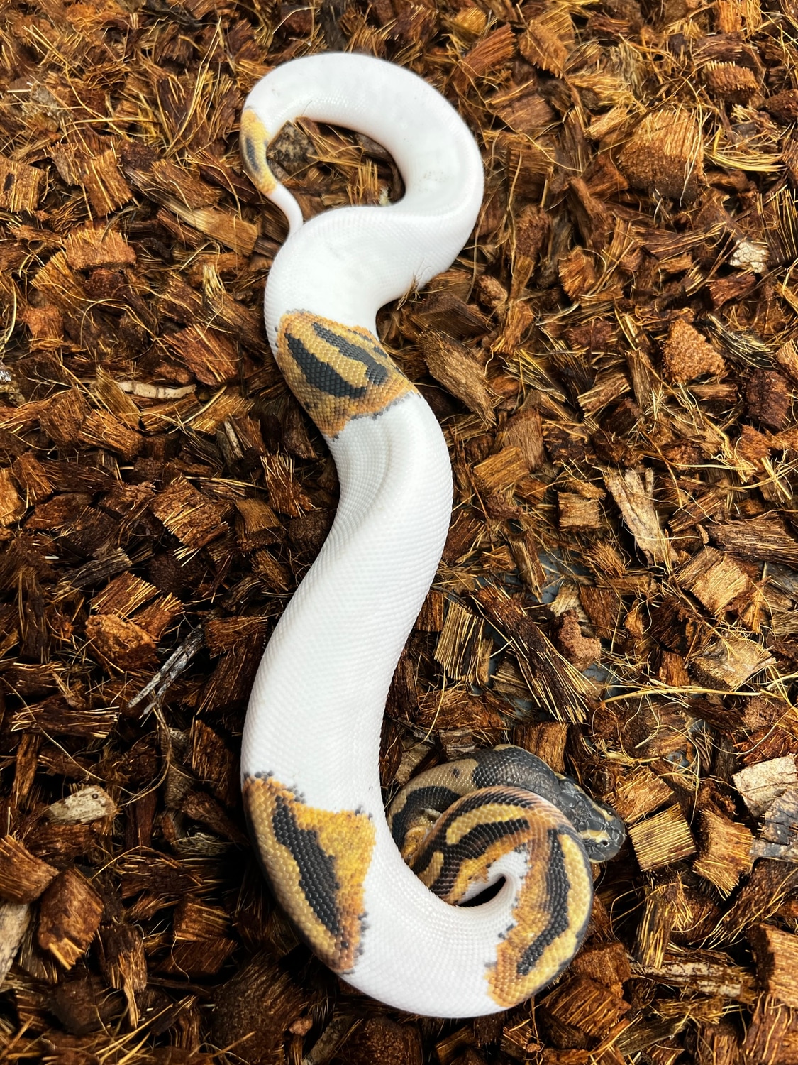 High White Pied Ball Python by SW reptiles - MorphMarket