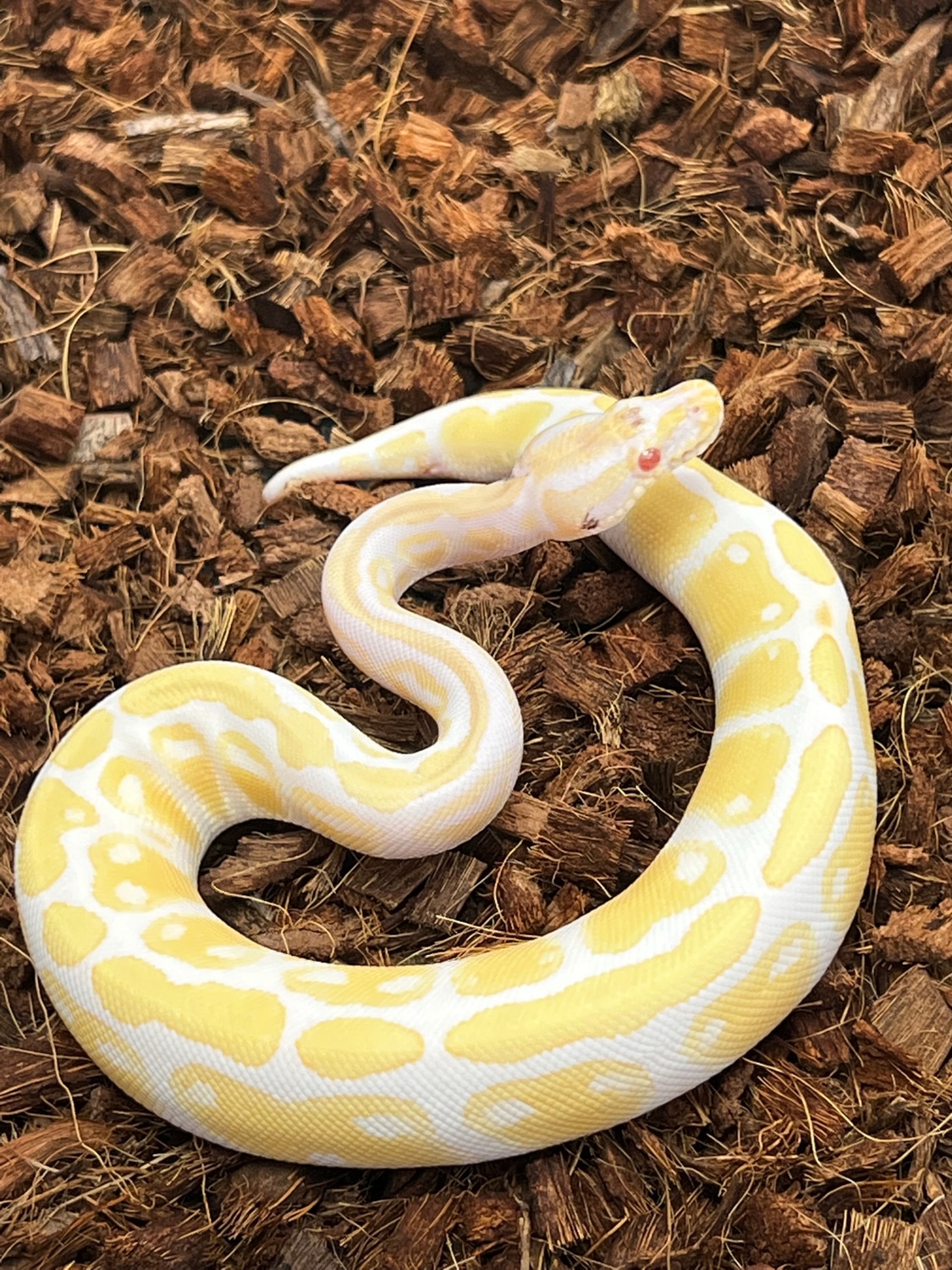 Buy One Get One Free. Paradox Albino Pos Double Het Axanthic Clown ...