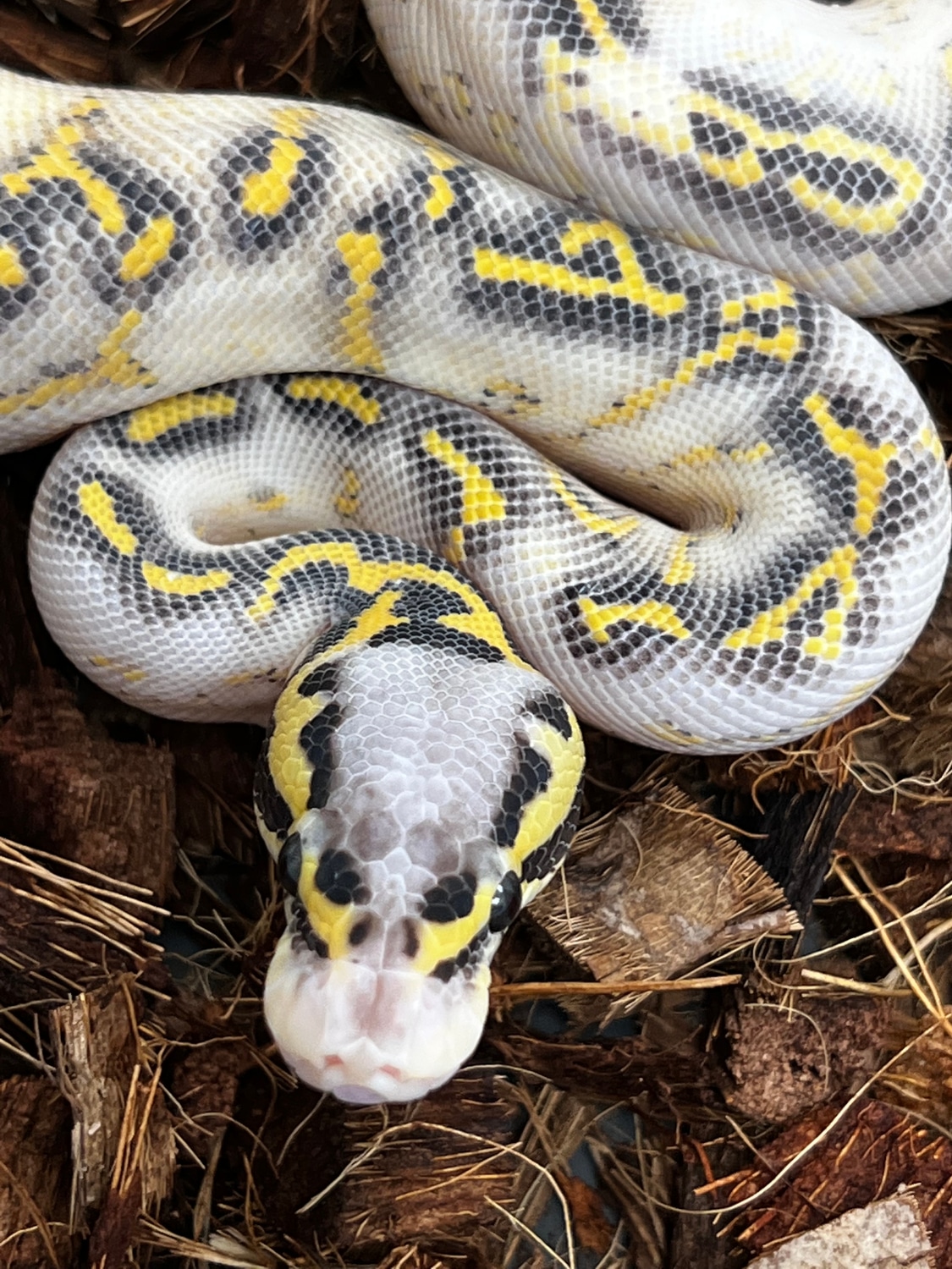 Pastel Highway Ball Python by SW reptiles - MorphMarket