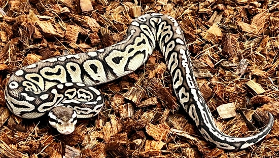 Pastel Gypsy Cinnamon Ball Python by SWReptile