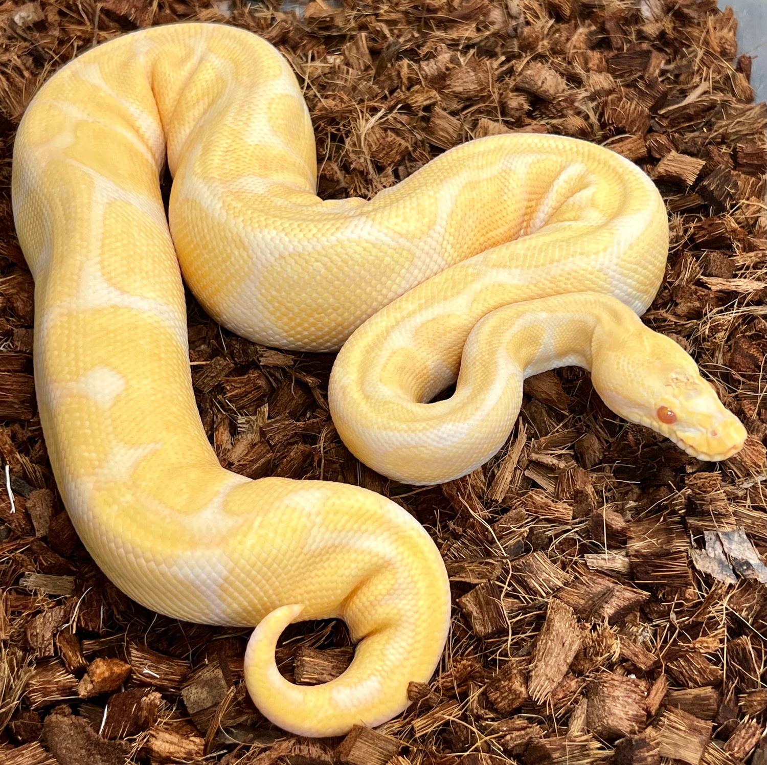 Albino Enchi Ball Python by SW reptiles - MorphMarket