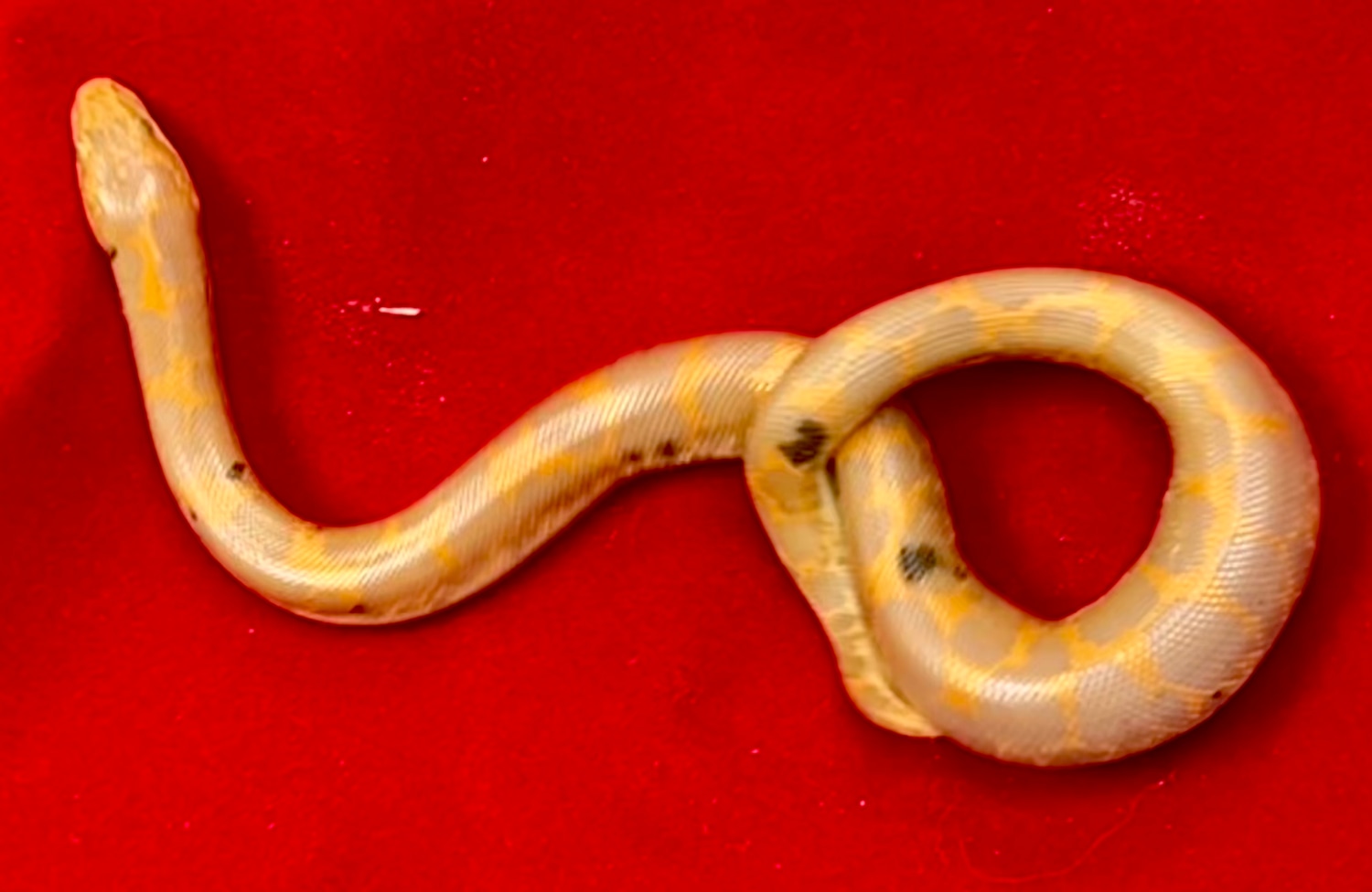 Albino Paradox Kenyan Sand Boa by SW reptiles - MorphMarket